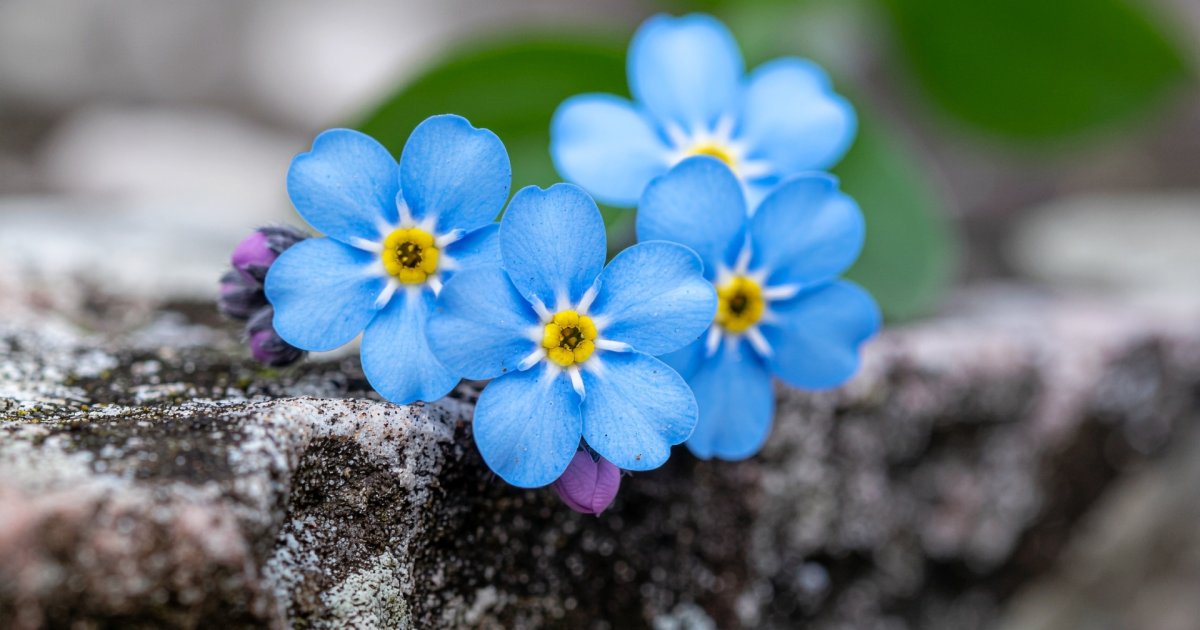 Bündnis Bunt statt Braun - Gedenken an die Befreiung des KZ Auschwitz ...